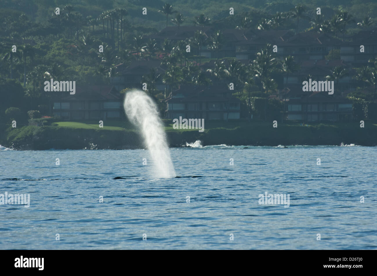 Whales spouting hi-res stock photography and images - Alamy
