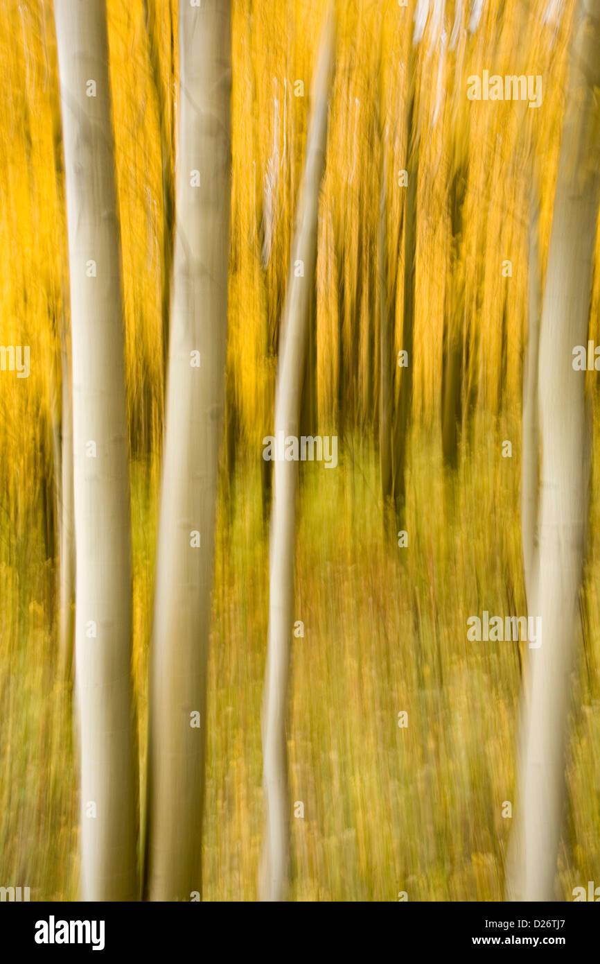Abstract view of aspen trees, Populus tremuloides, during fall Stock ...