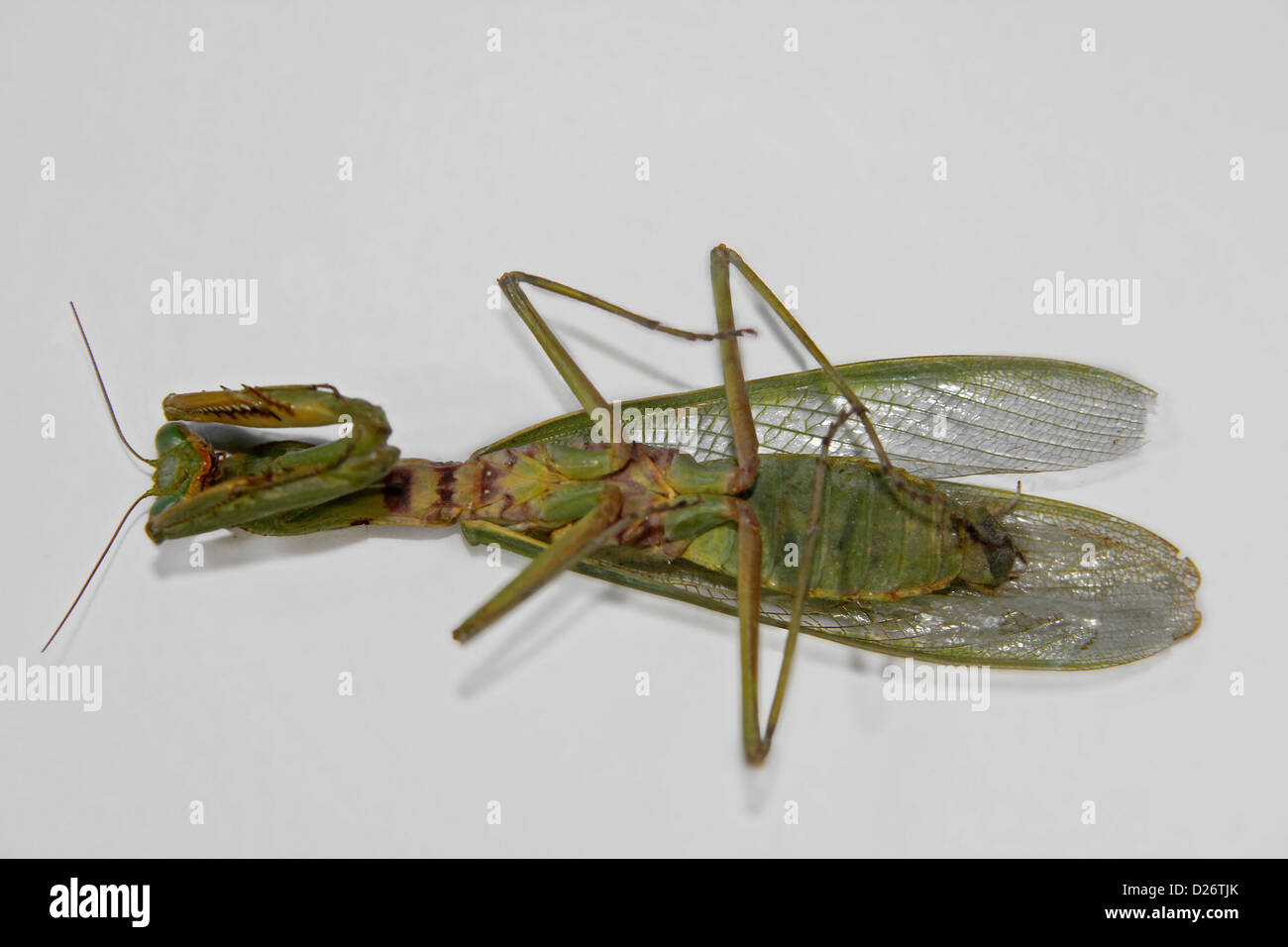 Australian praying mantis hi-res stock photography and images - Alamy
