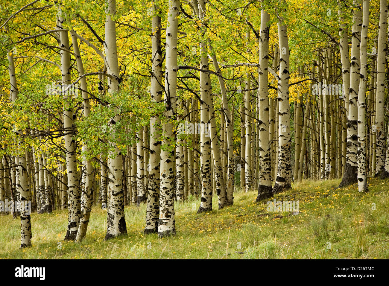 Grove of aspen trees, Populus tremuloides, in the Uncompahgre National ...