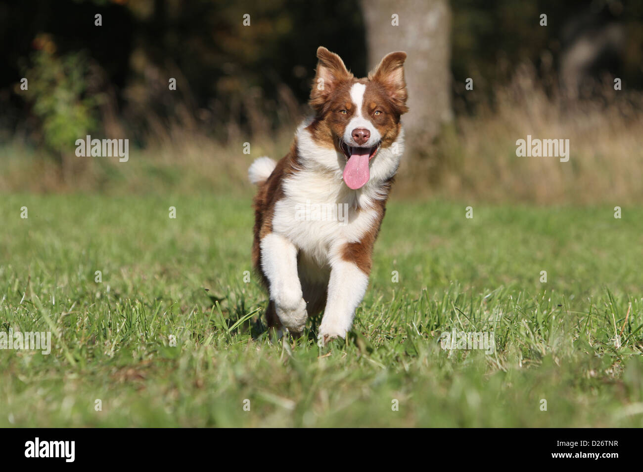 Dog Australian shepherd / Aussie adult red tricolor running Stock Photo ...