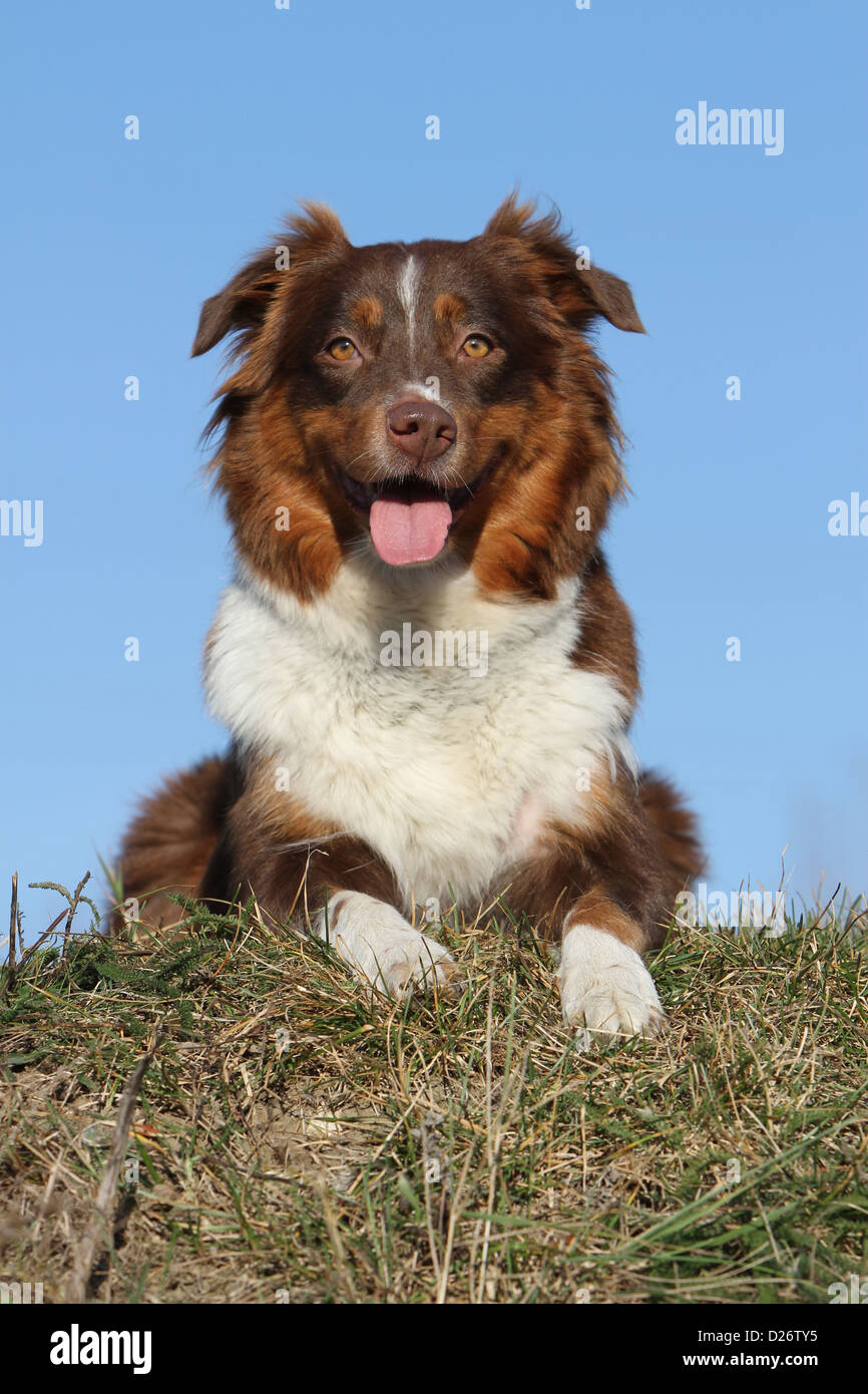 Dog Australian shepherd / Aussie adult red tricolor lying face Stock ...