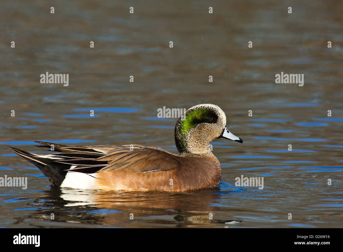 Baldpate duck hi-res stock photography and images - Alamy