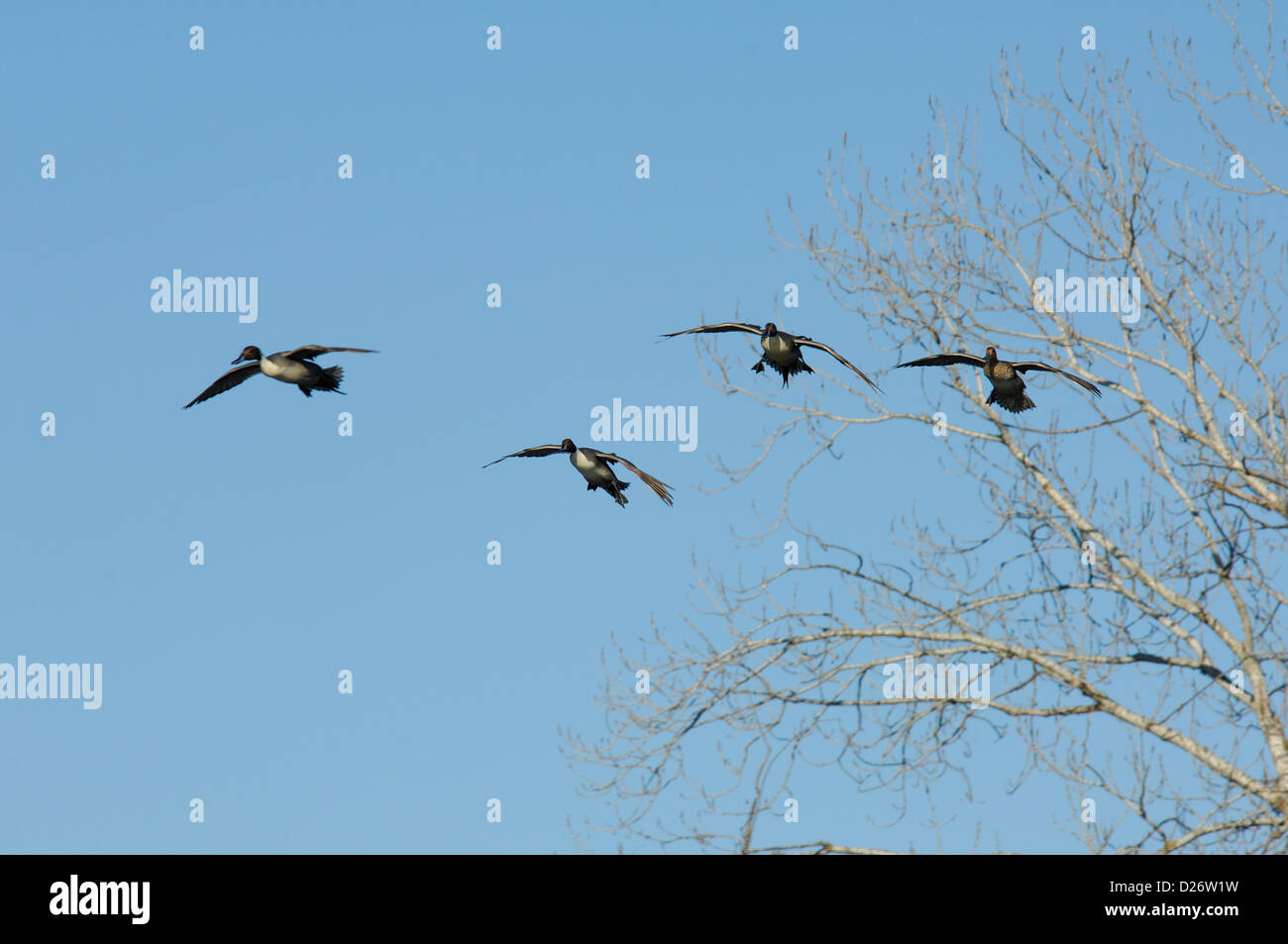 Pintail landing hi-res stock photography and images - Alamy