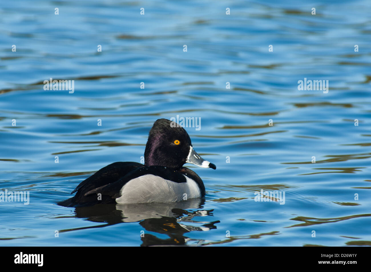 Ring neck drake hi-res stock photography and images - Alamy