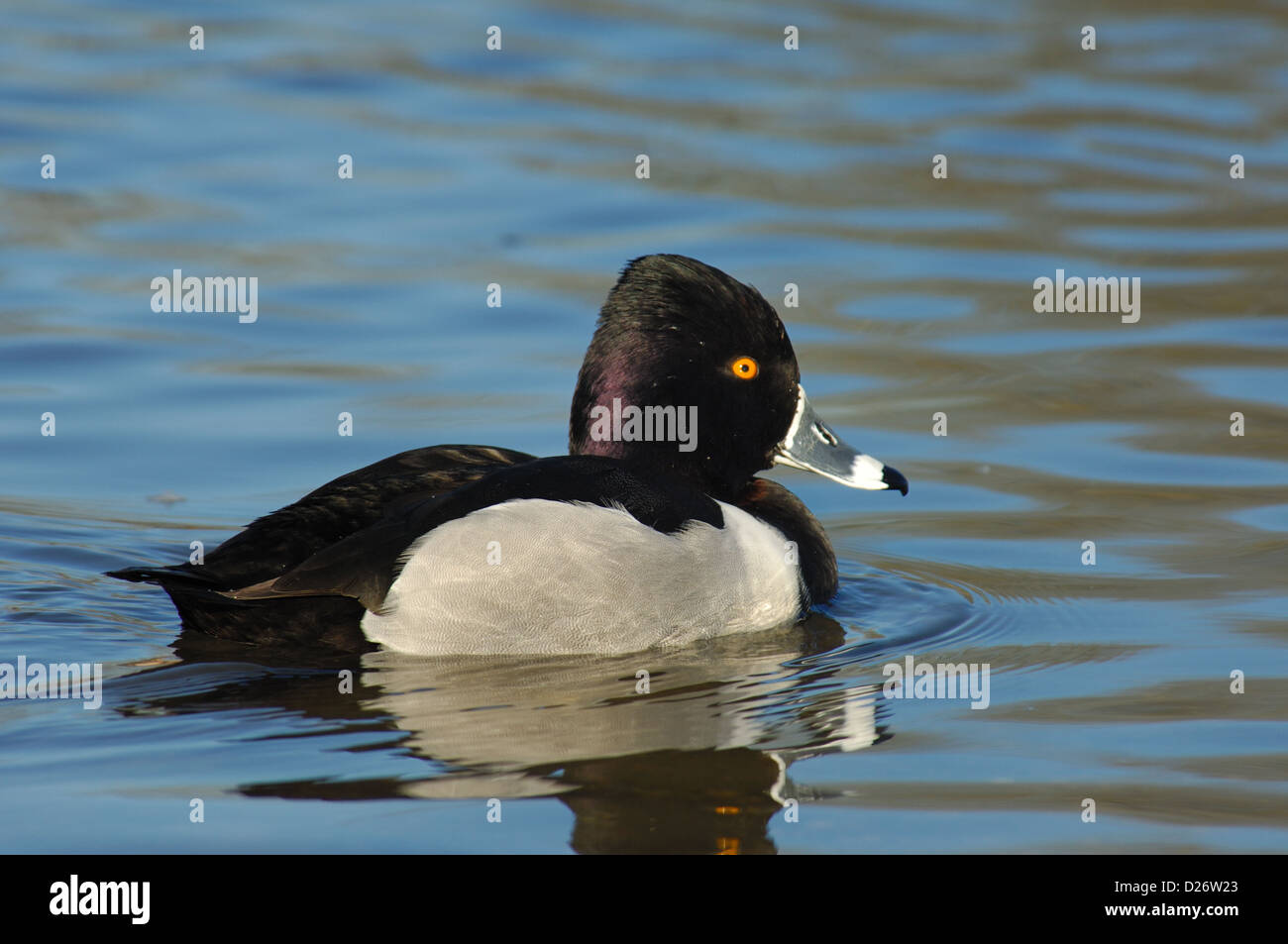 Drake Ringneck Ringneck Duck Portraits Stock Photo Download Image