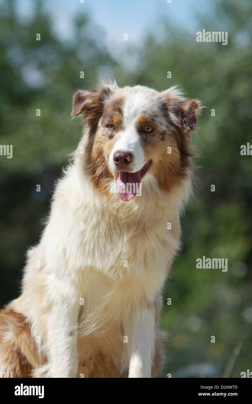 Dog Australian shepherd / Aussie adult portrait red Merle Stock Photo ...