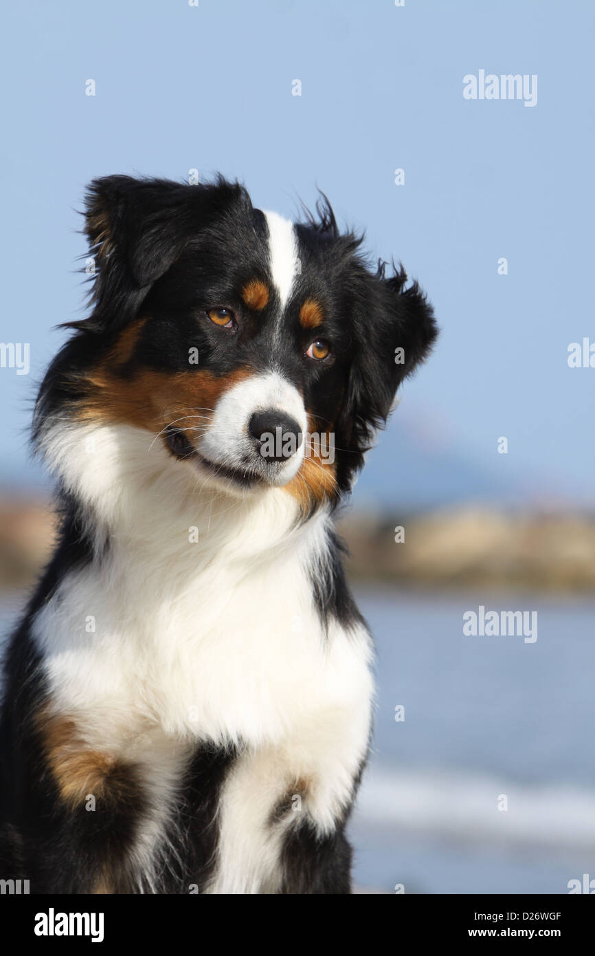 Black tricolor australian shepherd aussie hi-res stock photography and ...