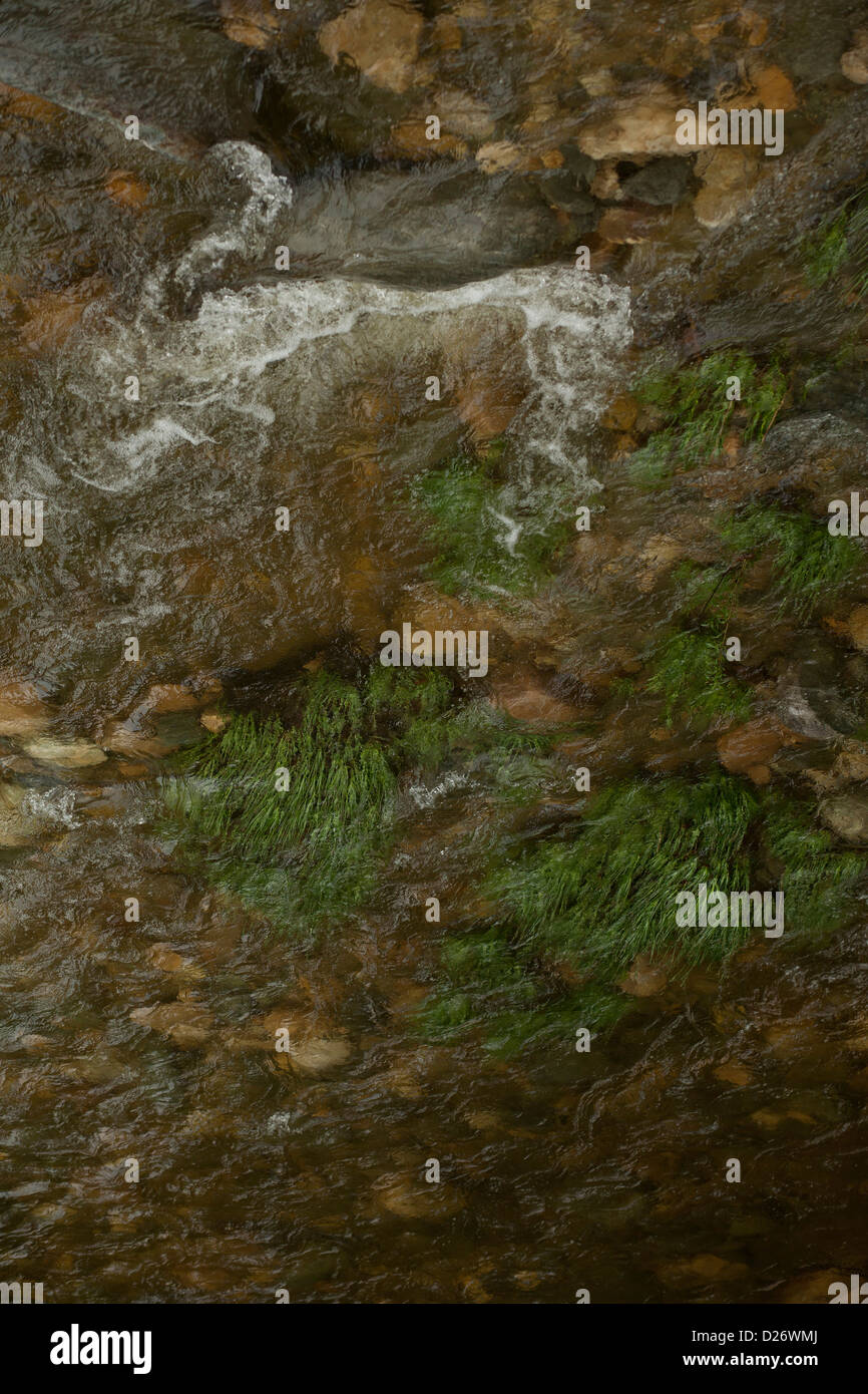 A pristine stream rushes fresh water over rocks and vegetation Stock ...