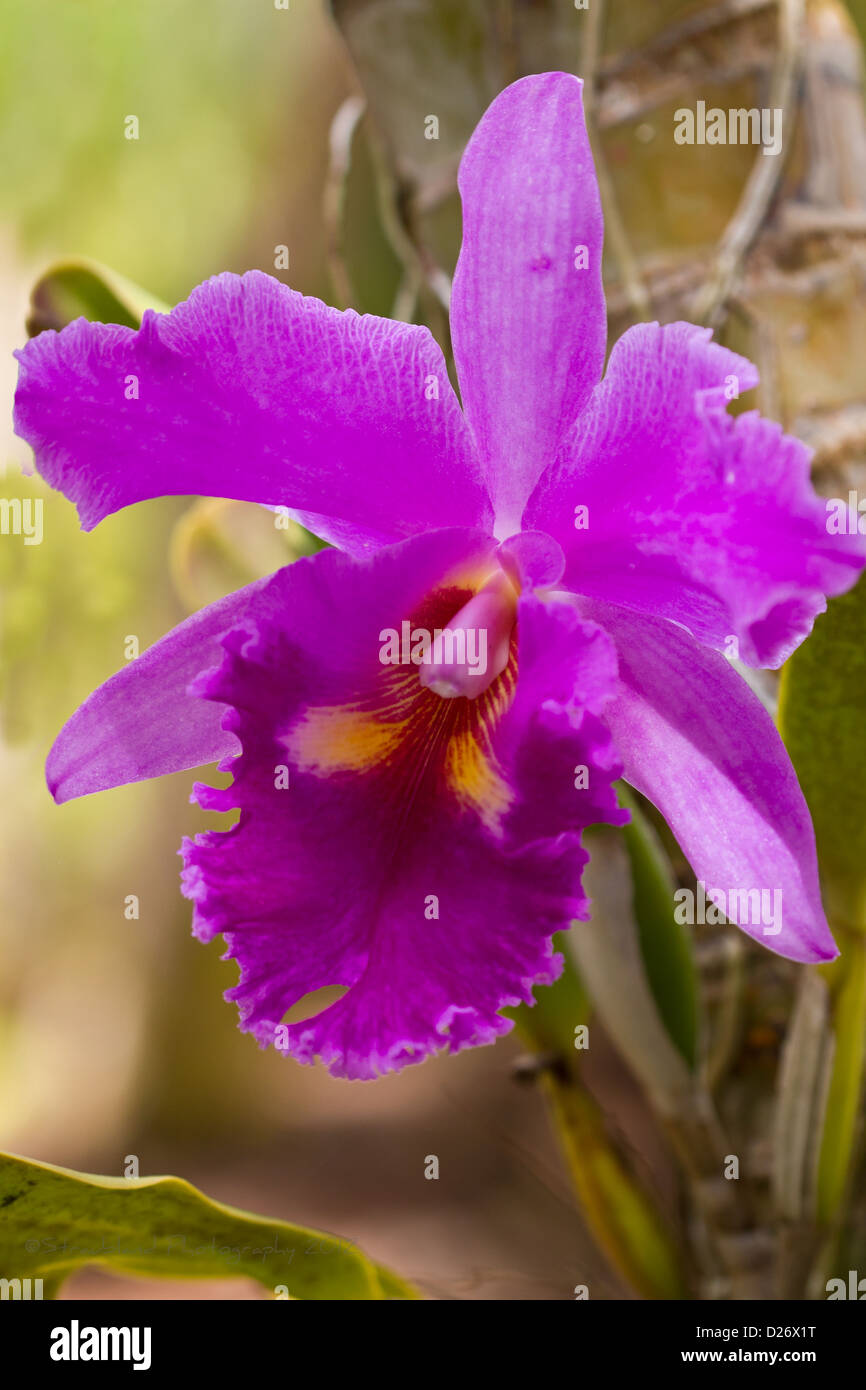 Beautiful purple tropical flower Stock Photo - Alamy
