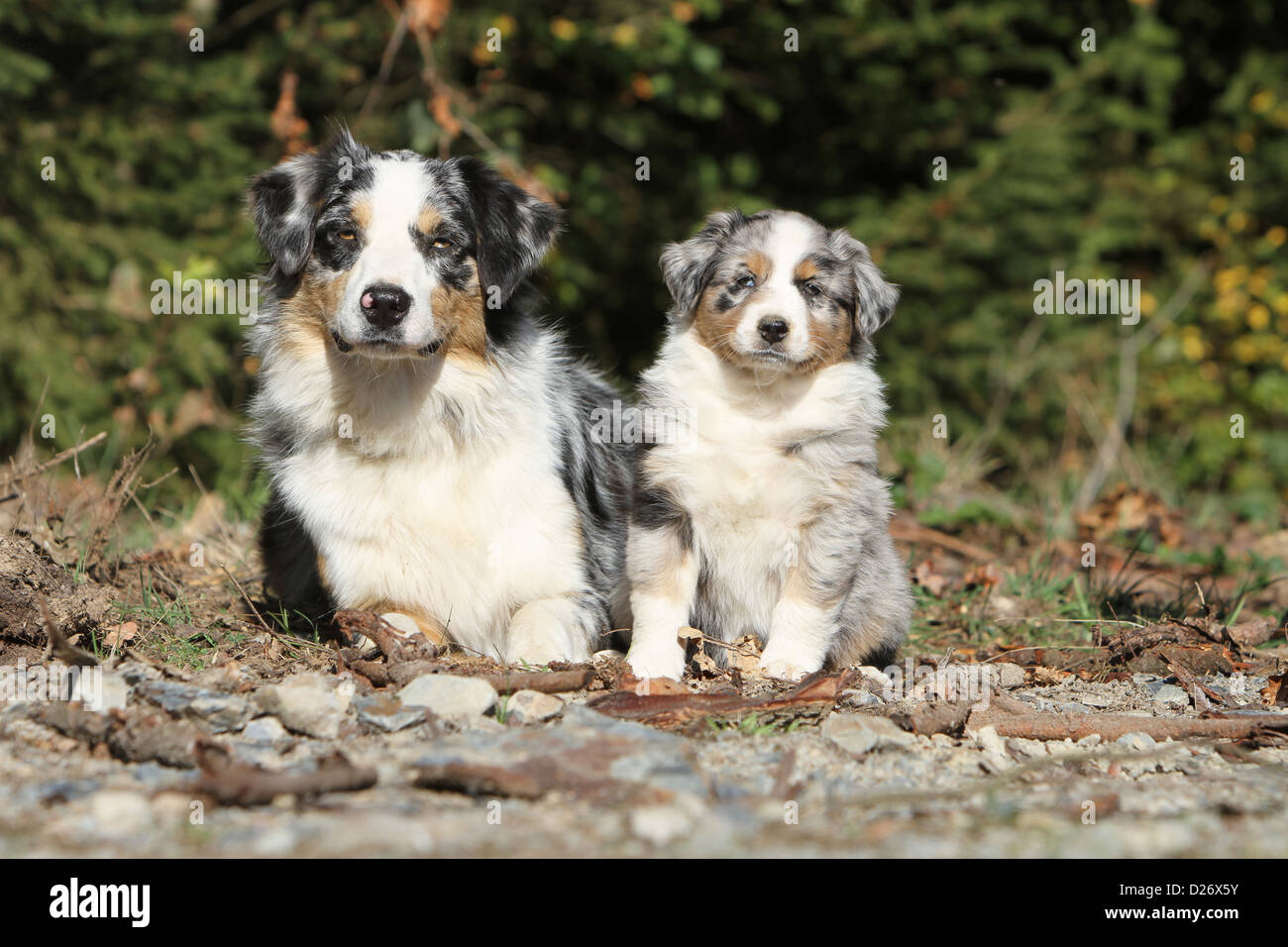 Dog Australian shepherd / Aussie adult and puppy in a forest Stock ...
