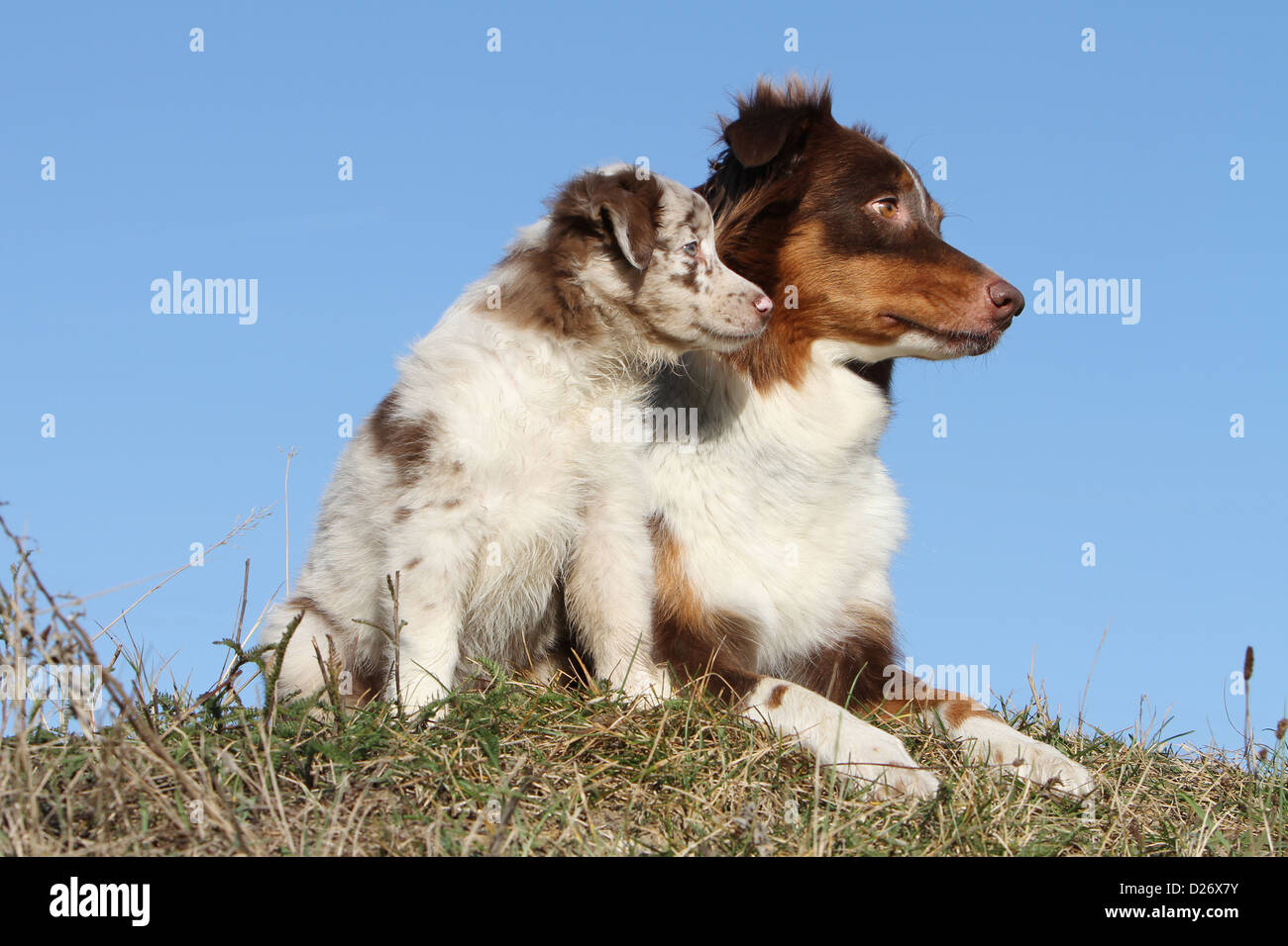 Dog Australian shepherd / Aussie adult and puppy Stock Photo - Alamy