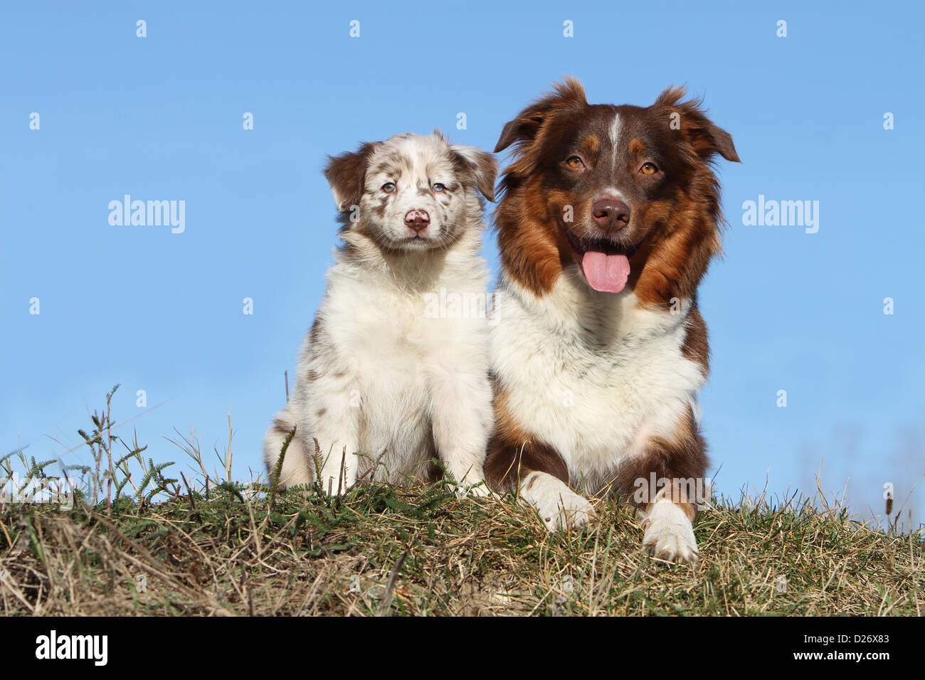 Dog Australian shepherd / Aussie adult and puppy in a meadow Stock ...