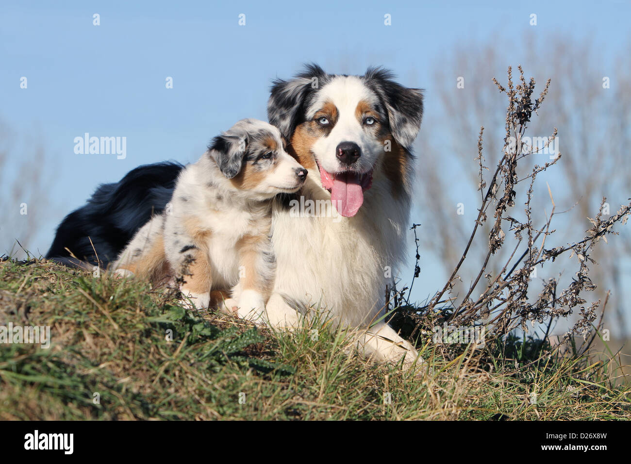 Dog Australian shepherd / Aussie adult and puppy Stock Photo - Alamy