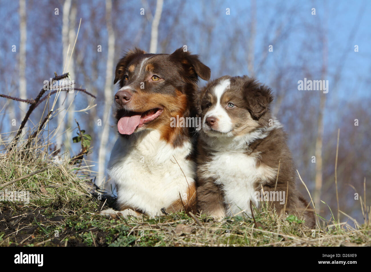 Dog Australian shepherd / Aussie adult and puppy Stock Photo - Alamy