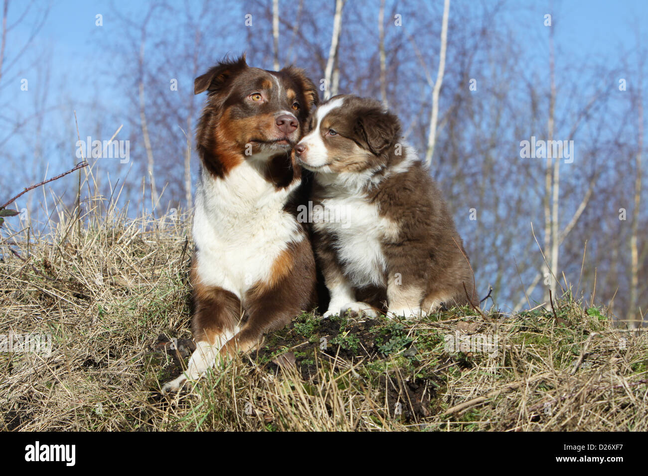 Dog Australian shepherd / Aussie adult and puppy Stock Photo - Alamy