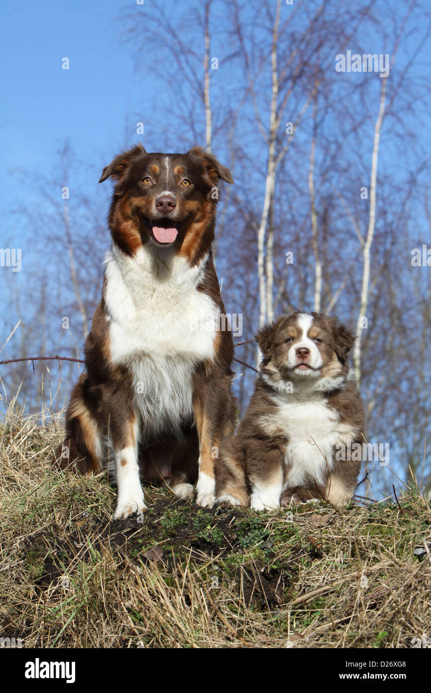Dog Australian shepherd / Aussie adult and puppy sitting Stock Photo ...