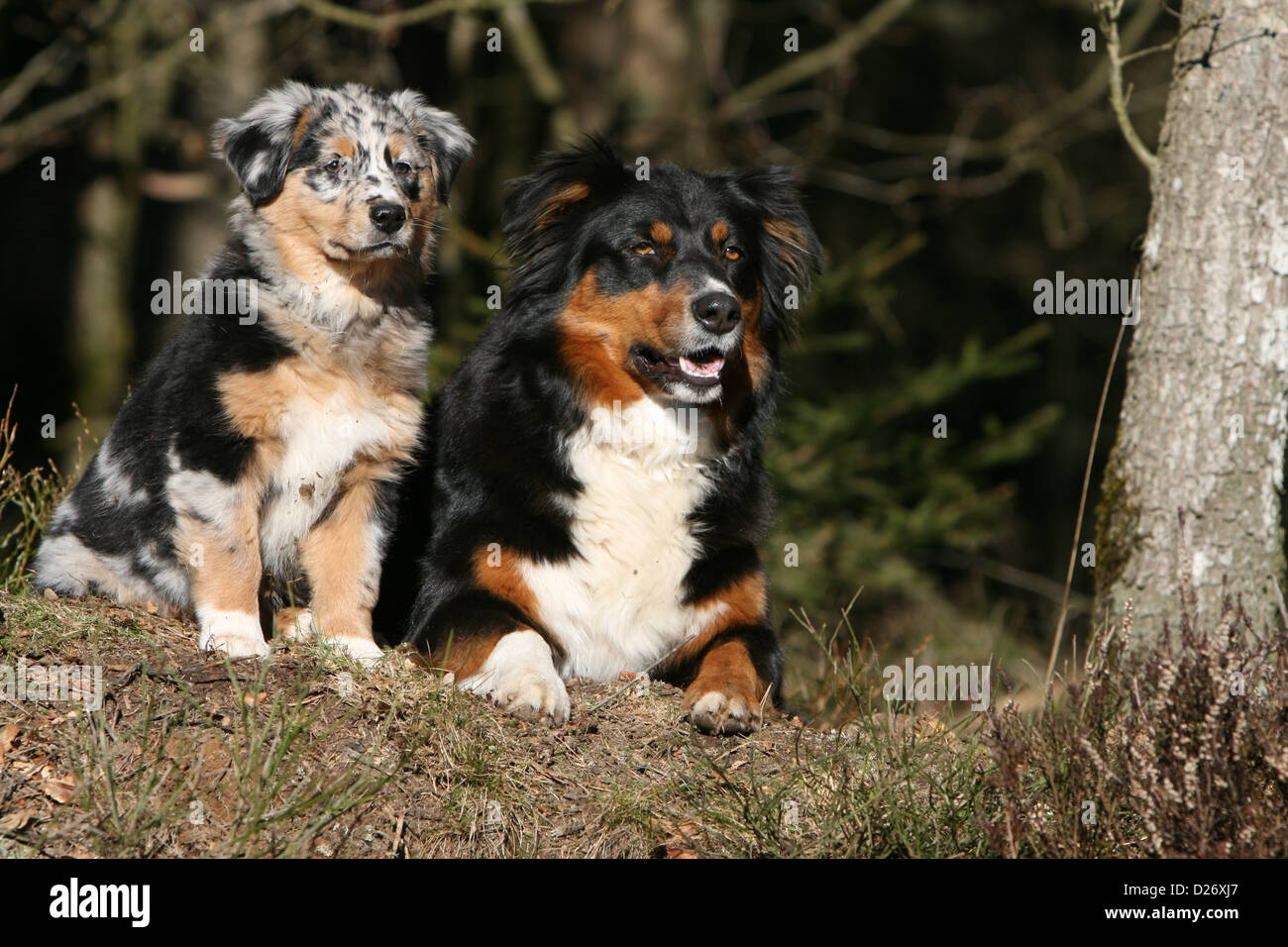 Dog Australian shepherd / Aussie adult and puppy in a forest Stock ...
