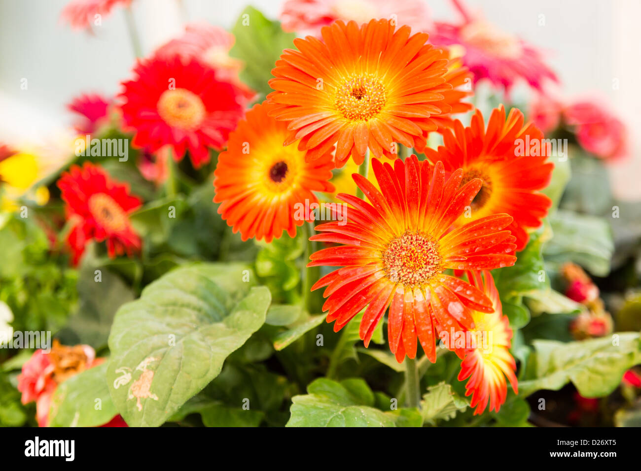 Gerbera blossom hi-res stock photography and images - Alamy