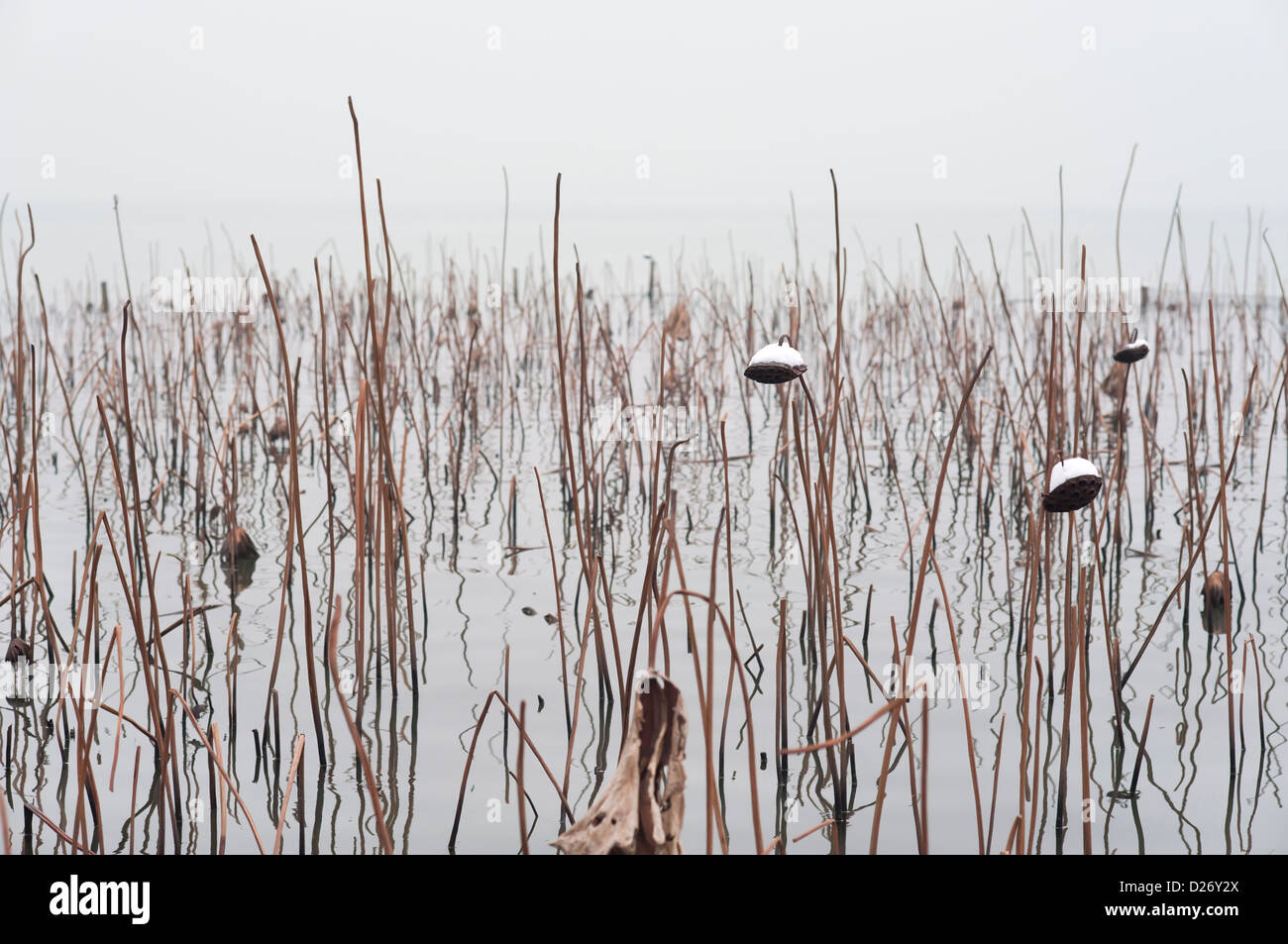 Dead Lotuses High Resolution Stock Photography and Images - Alamy