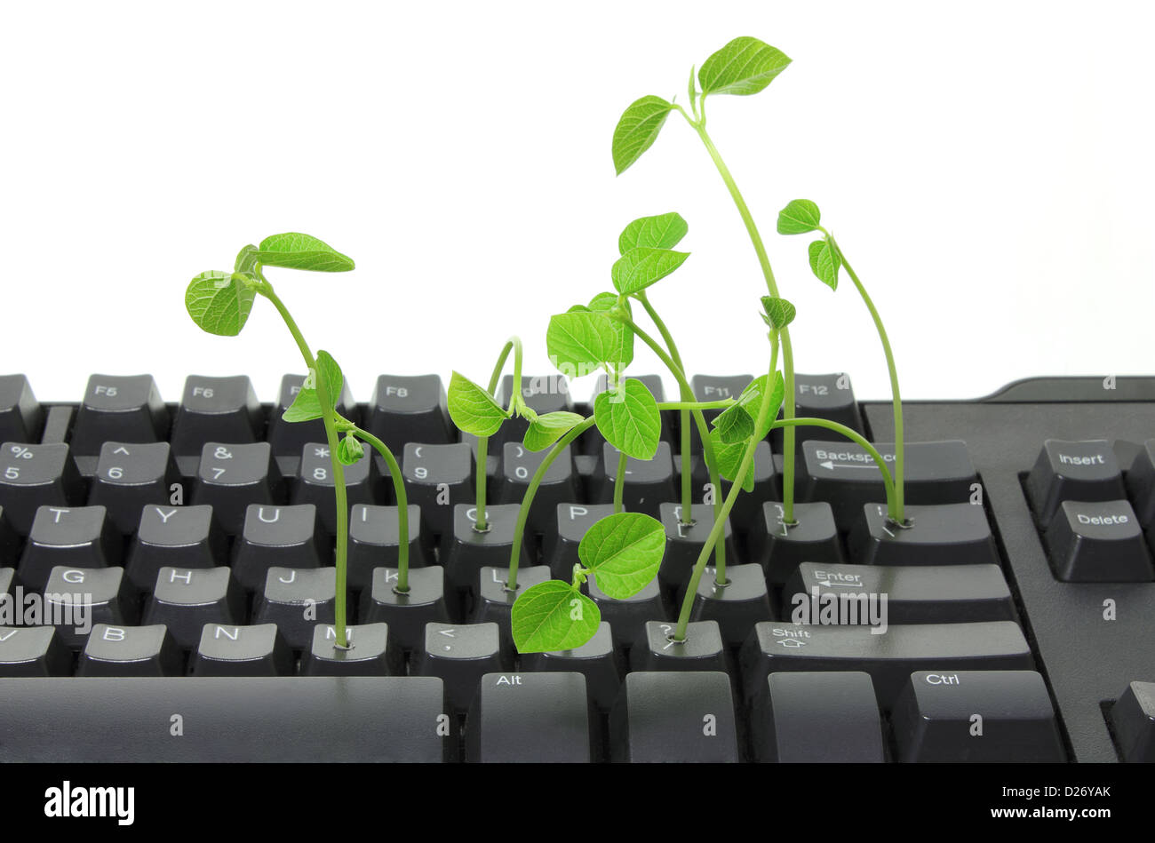 Computer Keyboard with Snow Pea Sprouts Stock Photo - Alamy