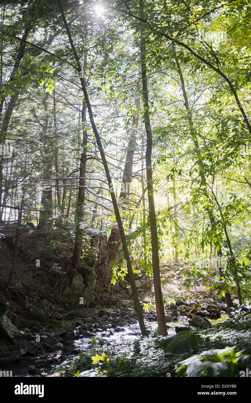 USA, Connecticut, Newtown, Forest Stock Photo - Alamy