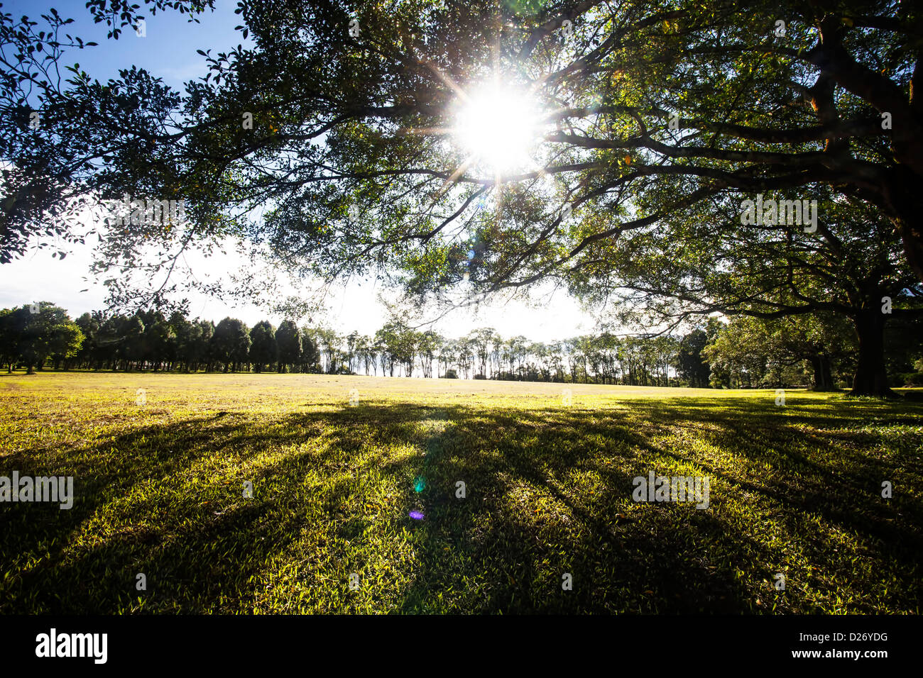 Spring meadow with big tree with fresh green leaves Stock Photo - Alamy