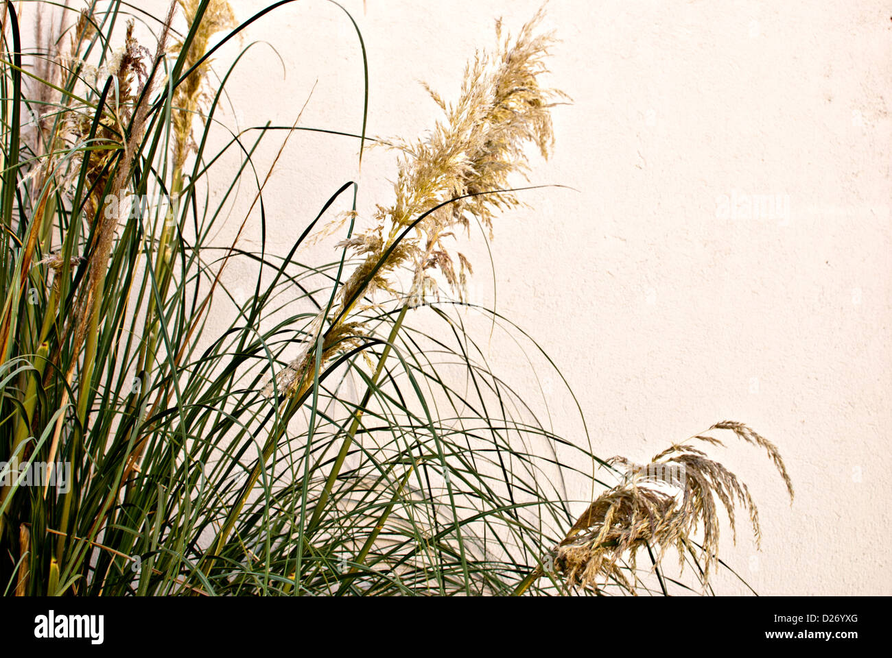 Green stem flora hi-res stock photography and images - Alamy