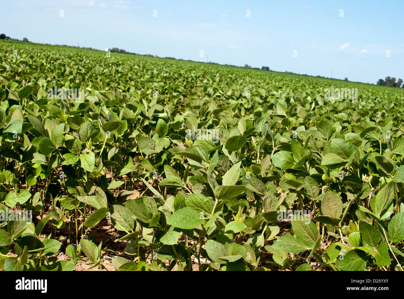 Soybean crop hi-res stock photography and images - Alamy