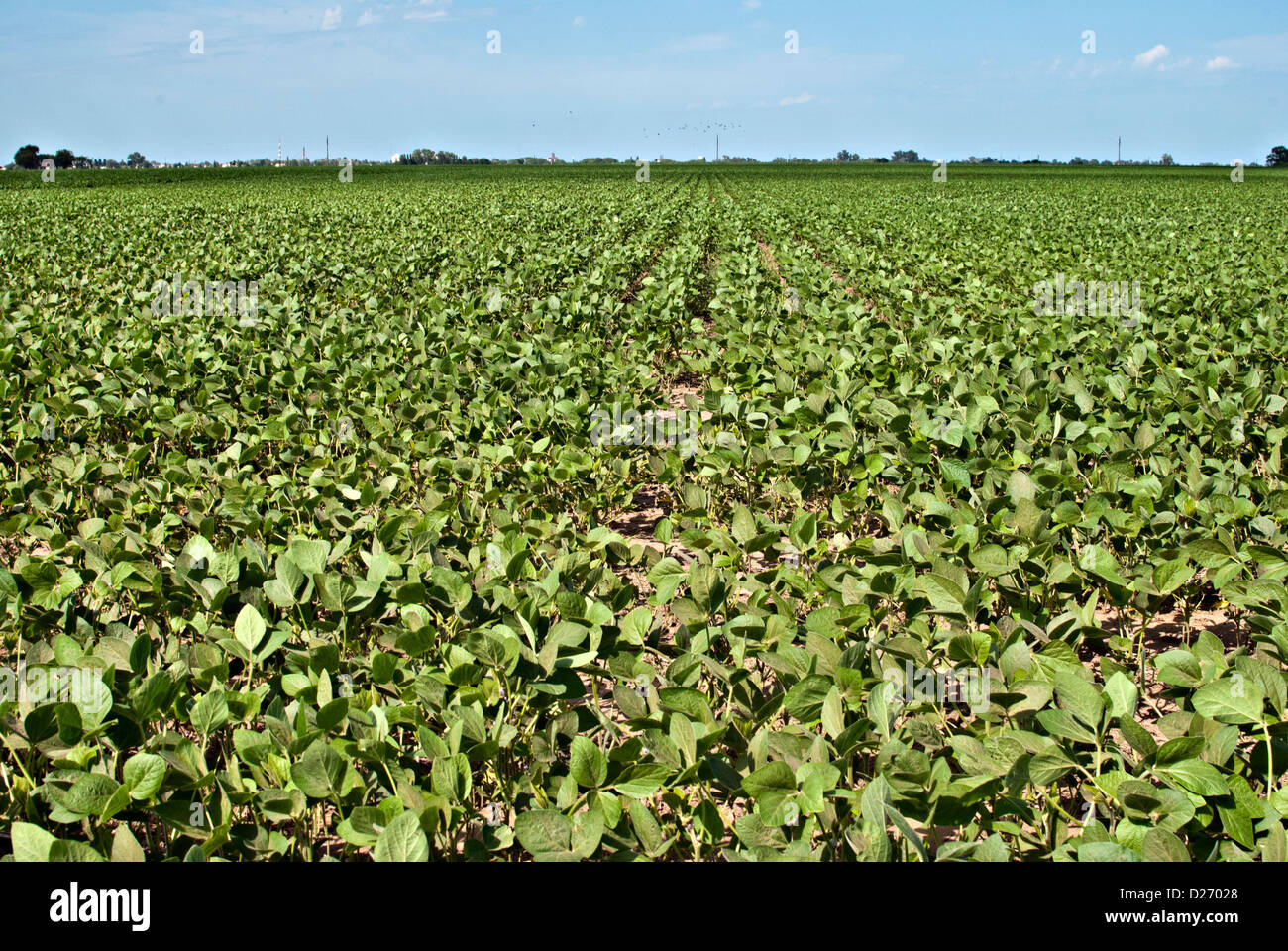 Monoculture crop hi-res stock photography and images - Alamy