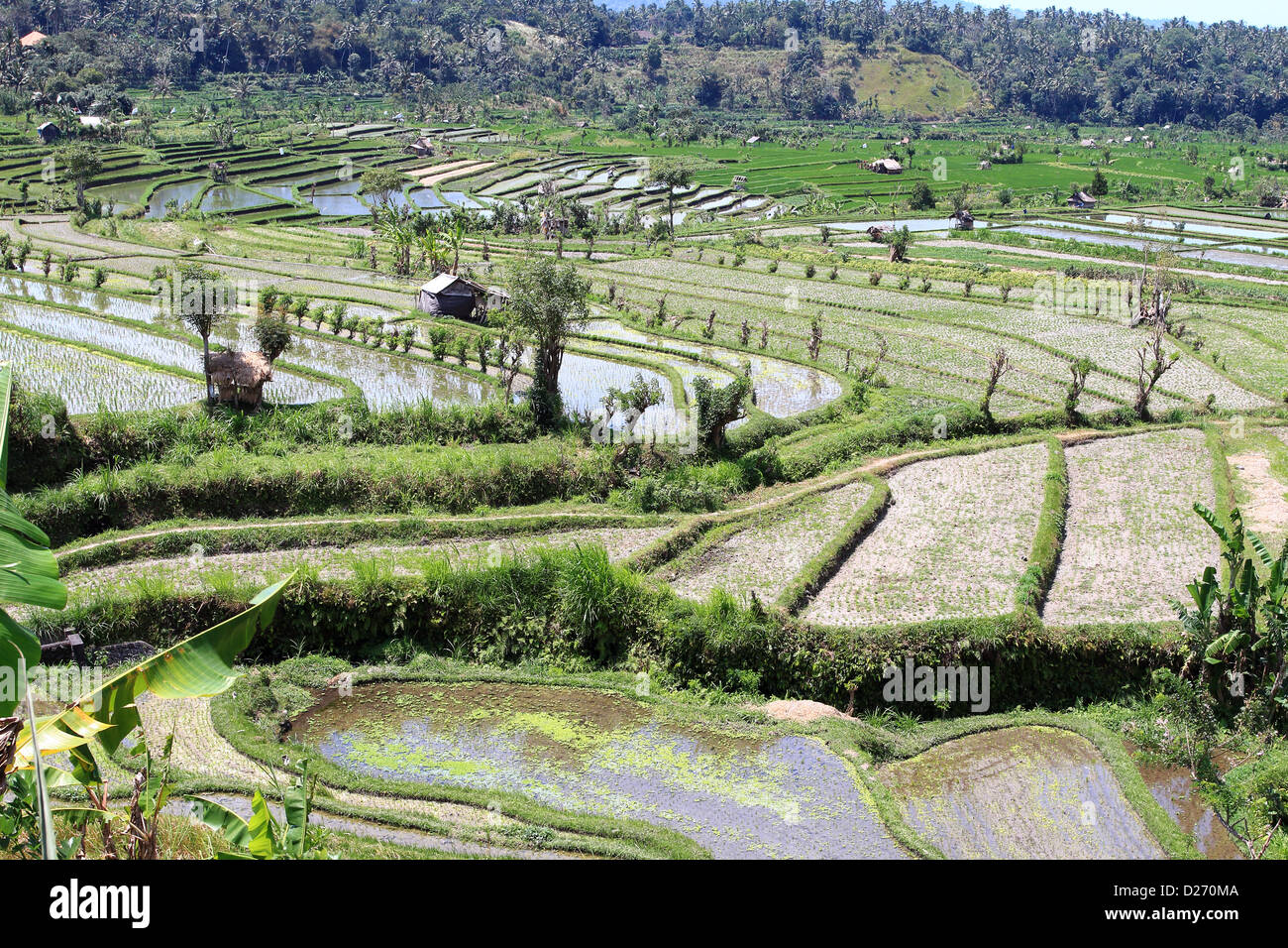 terraced rice field Stock Photo - Alamy