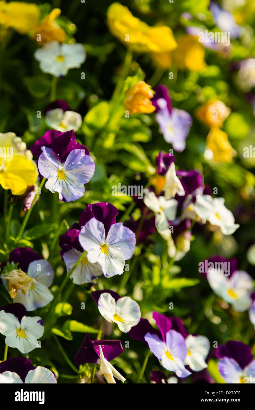 Streptocarpus hi-res stock photography and images - Alamy