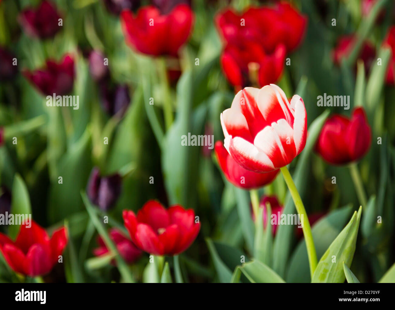 two tone tulip flower bloom in garden Stock Photo - Alamy