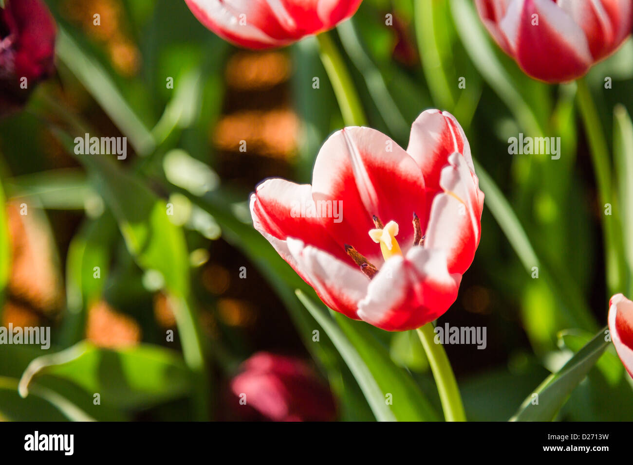 closeup two tone tulip flower bloom in garden Stock Photo - Alamy
