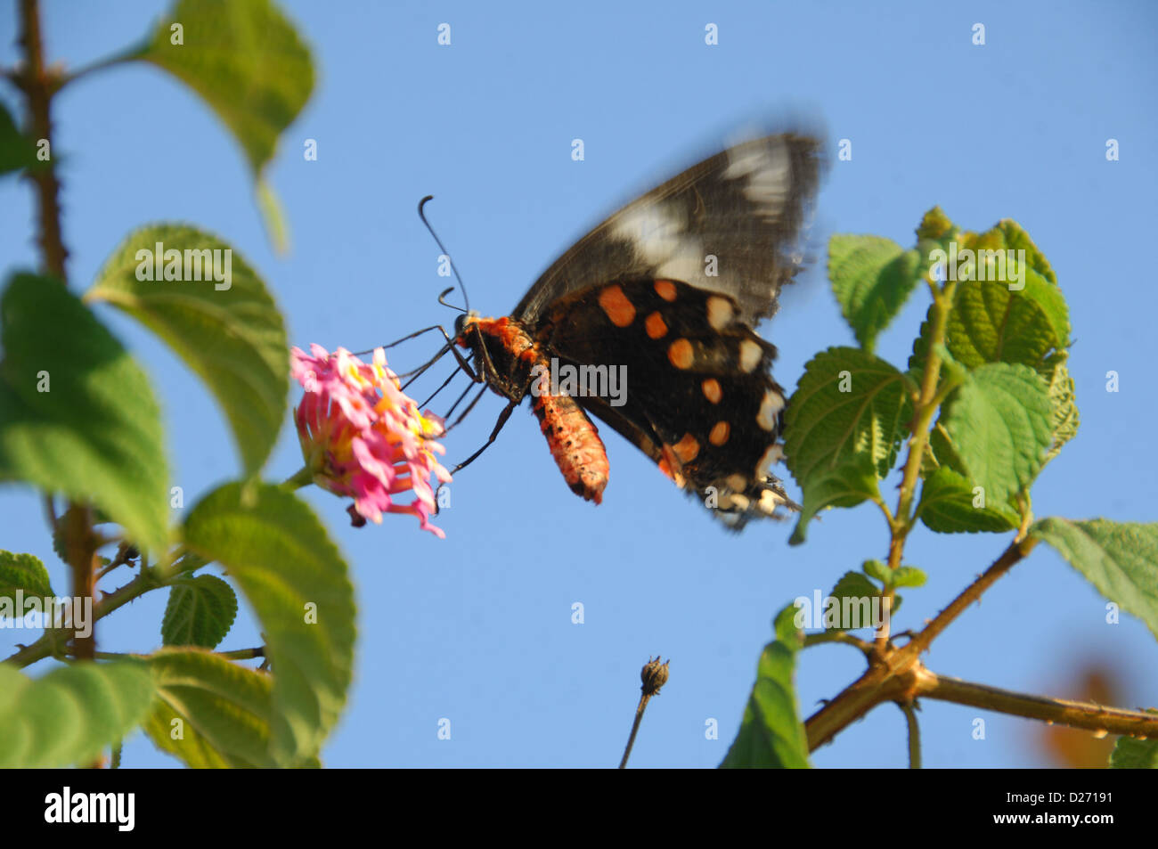 Butterfly pollen extreme close hi-res stock photography and images - Alamy