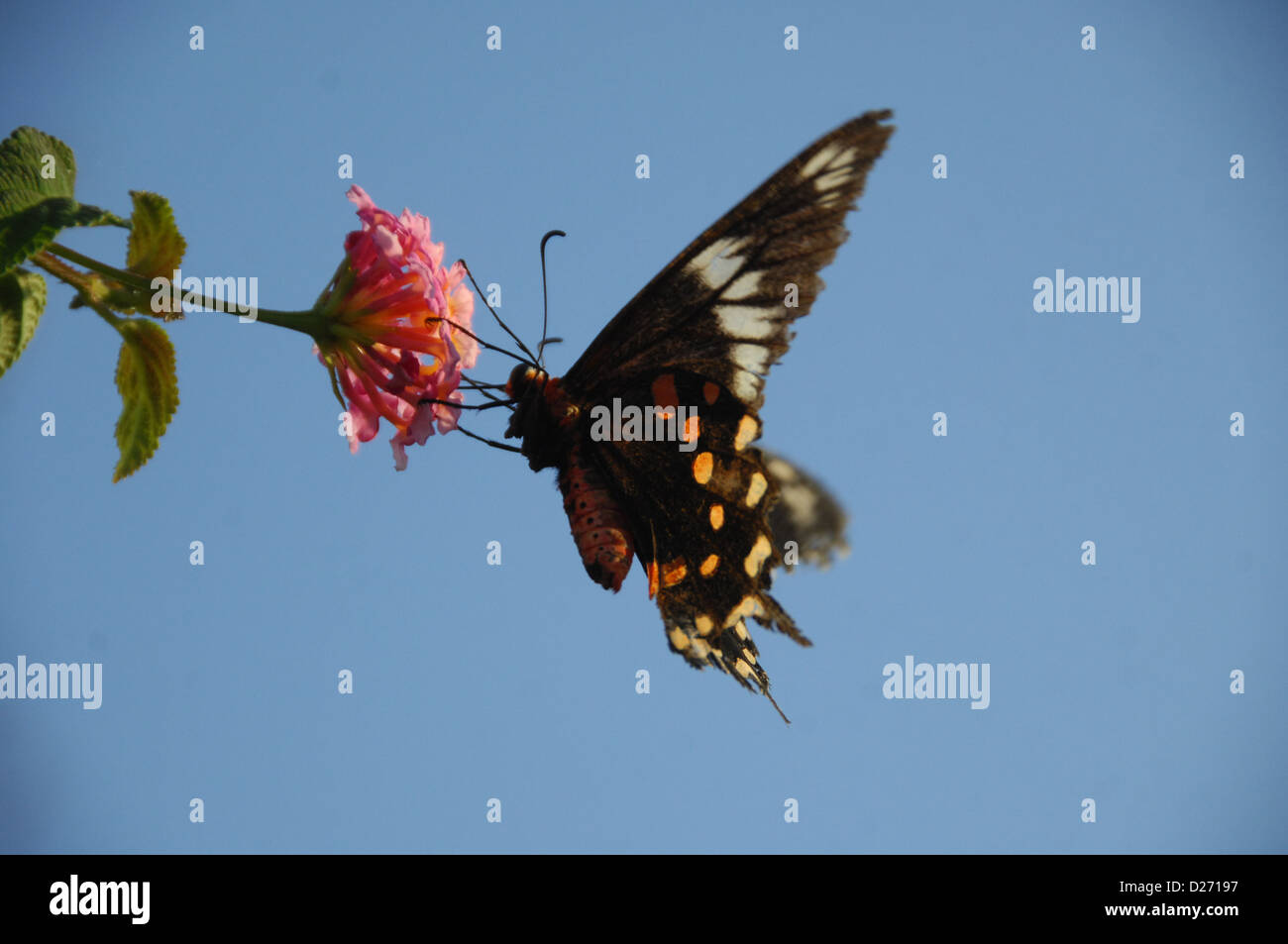 Butterfly pollen extreme close hi-res stock photography and images - Alamy