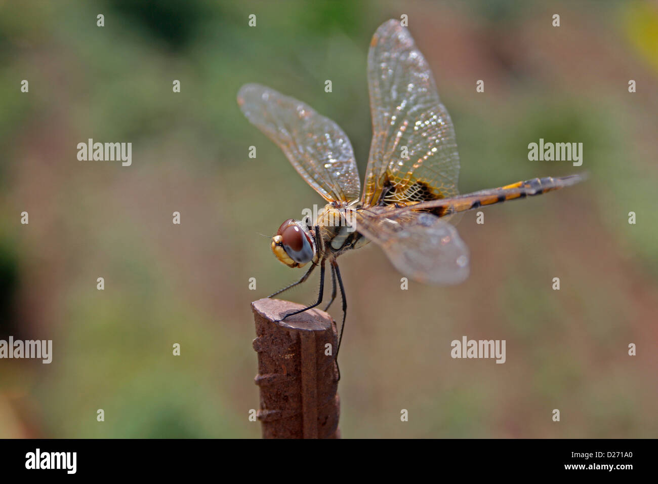 Dragonfly india hi-res stock photography and images - Alamy