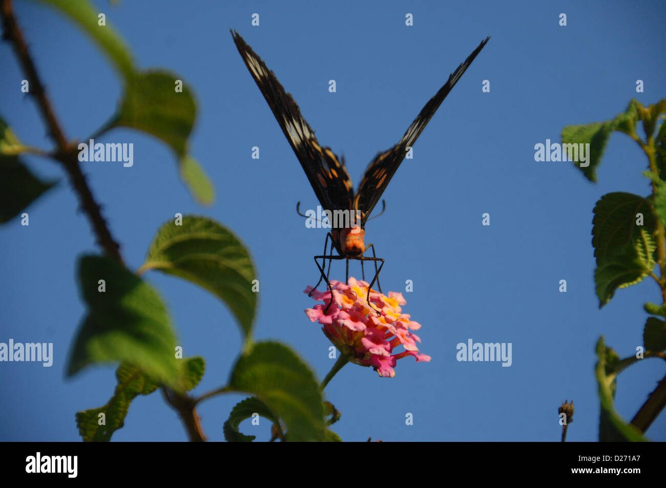 Butterfly pollen extreme close hi-res stock photography and images - Alamy