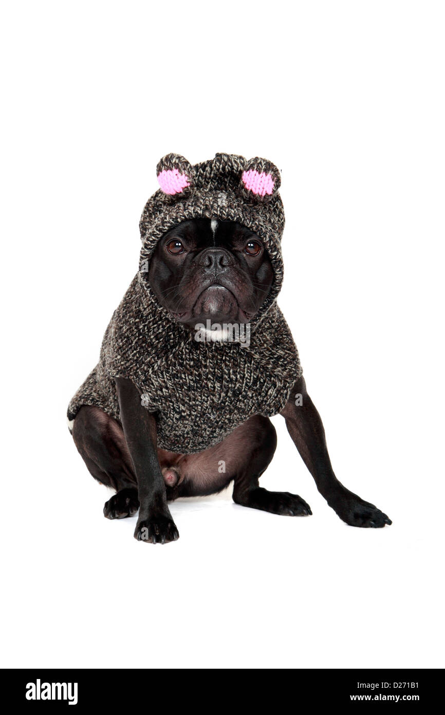 Pig and dog hi-res stock photography and images - Alamy