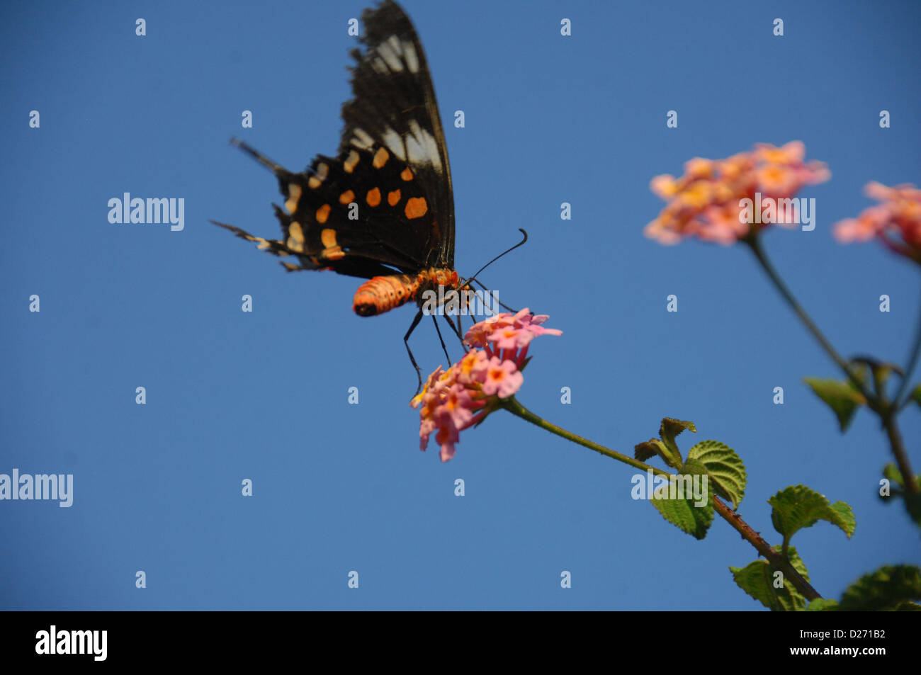 Butterfly pollen extreme close hi-res stock photography and images - Alamy