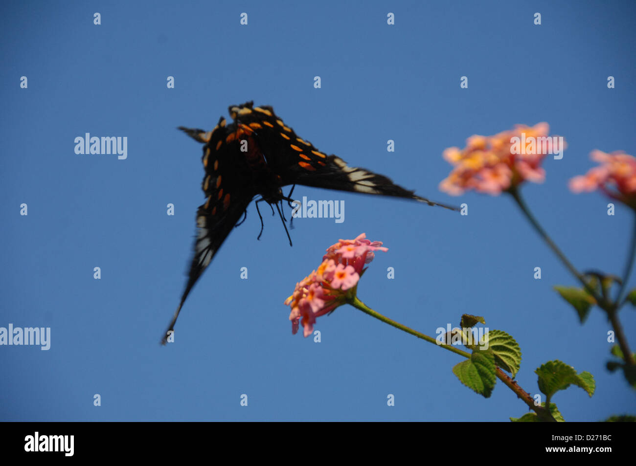 Butterfly pollen extreme close hi-res stock photography and images - Alamy