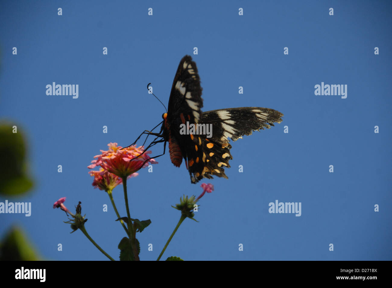 Butterfly pollen extreme close hi-res stock photography and images - Alamy