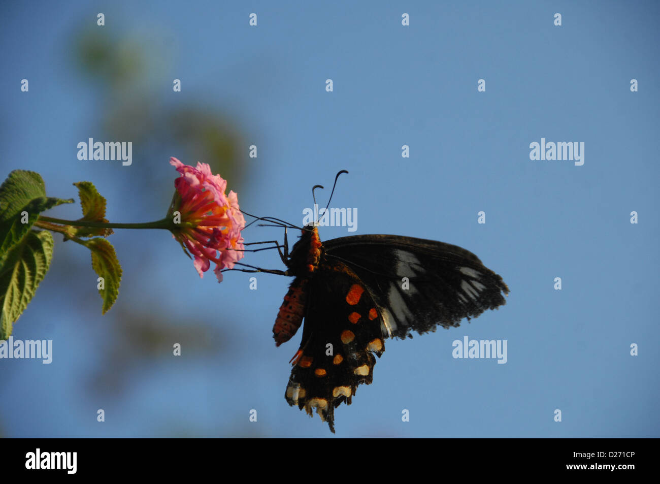 Butterfly pollen extreme close hi-res stock photography and images - Alamy