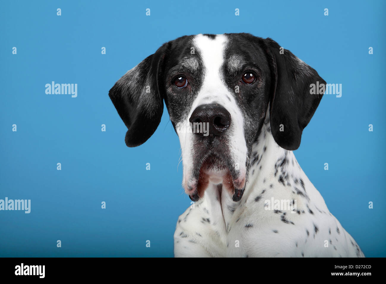 English pointer hi-res stock photography and images - Alamy