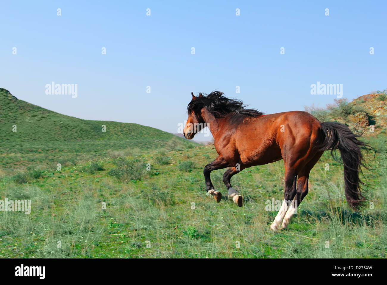 horse on nature Stock Photo - Alamy