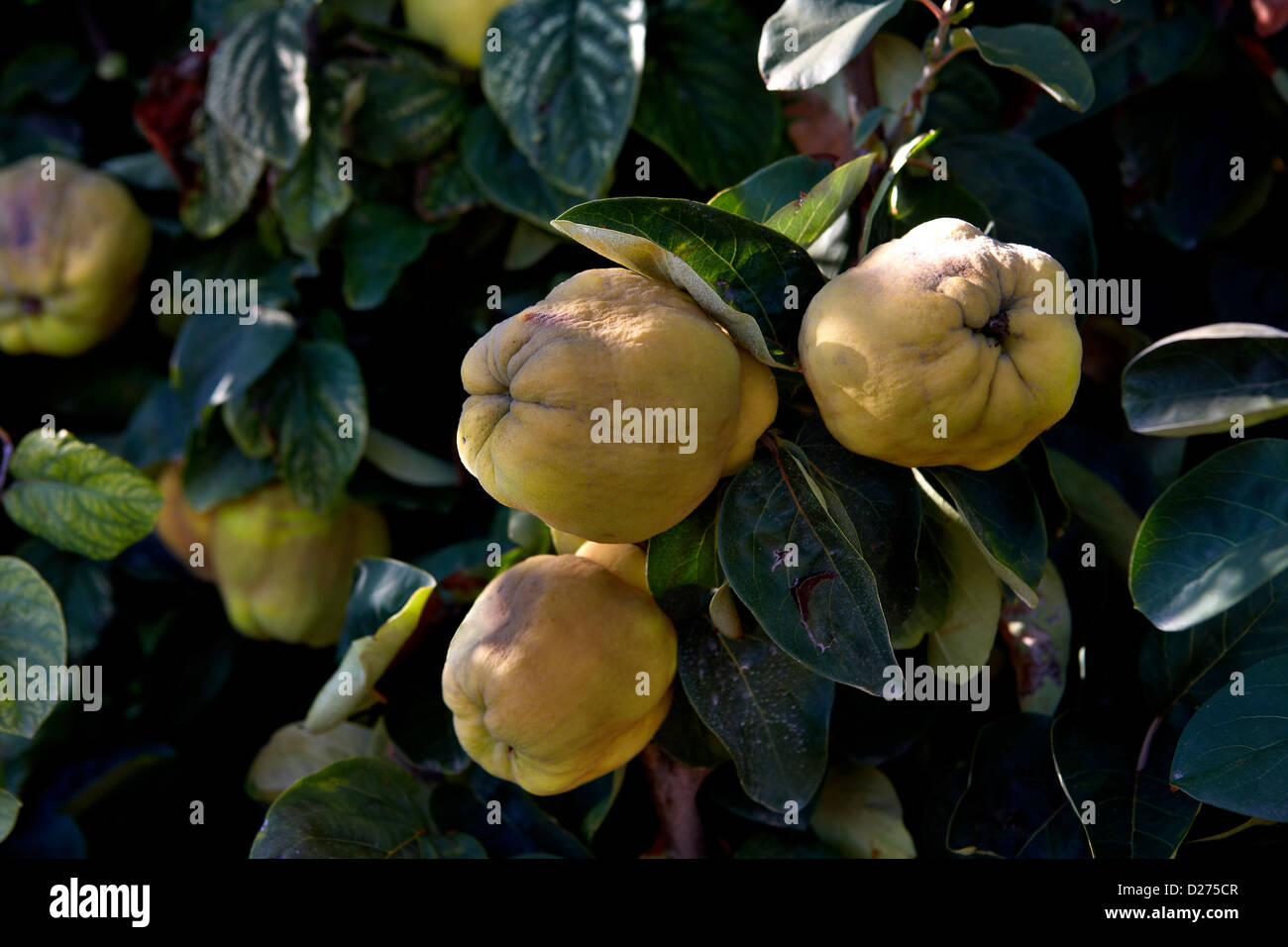 Quince harvest spain hi-res stock photography and images - Alamy