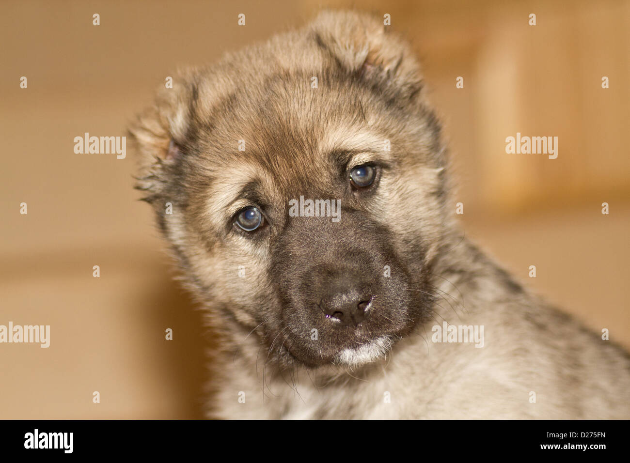 cute puppy Alabai gray color closeup Stock Photo - Alamy