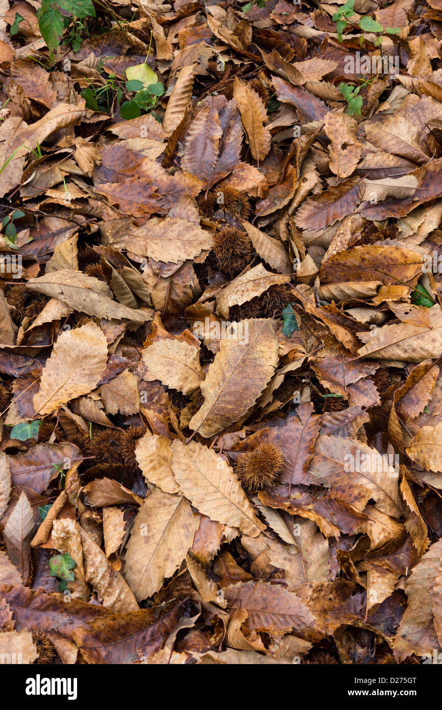 Brown autumn leaves Stock Photo - Alamy