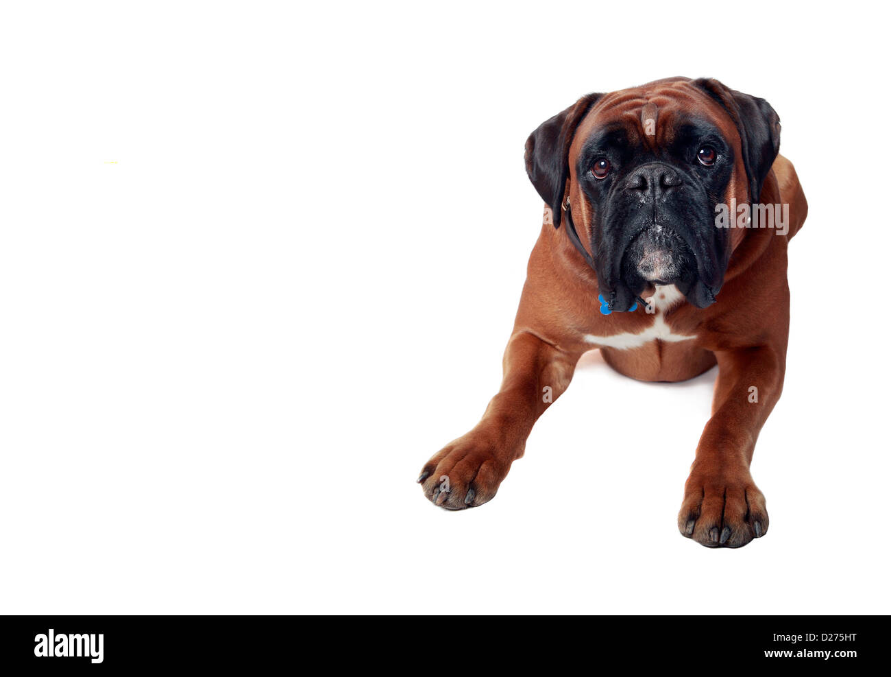 Studio portrait of a large male Boxer laying down and isolated on a ...