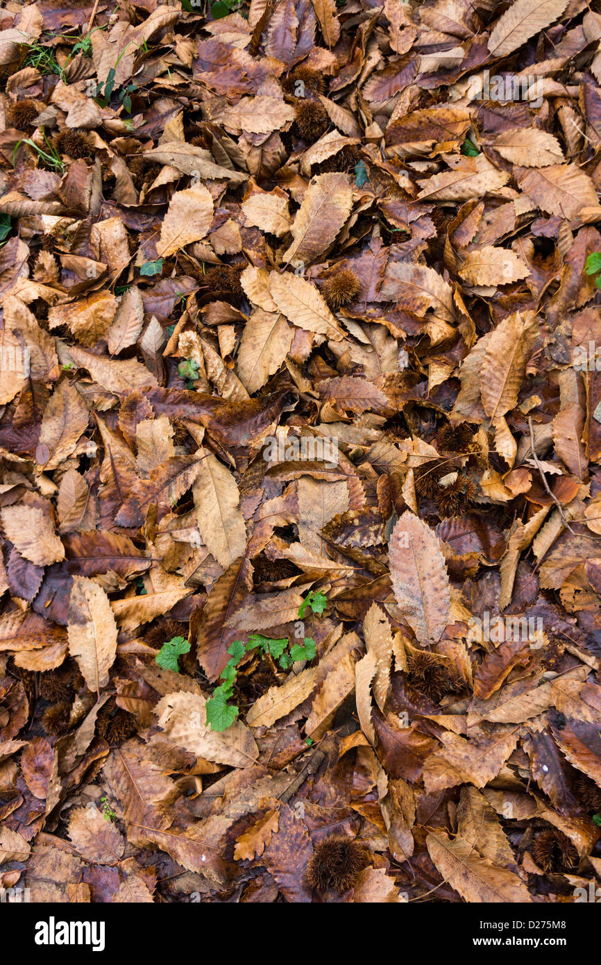 Brown autumn leaves Stock Photo - Alamy